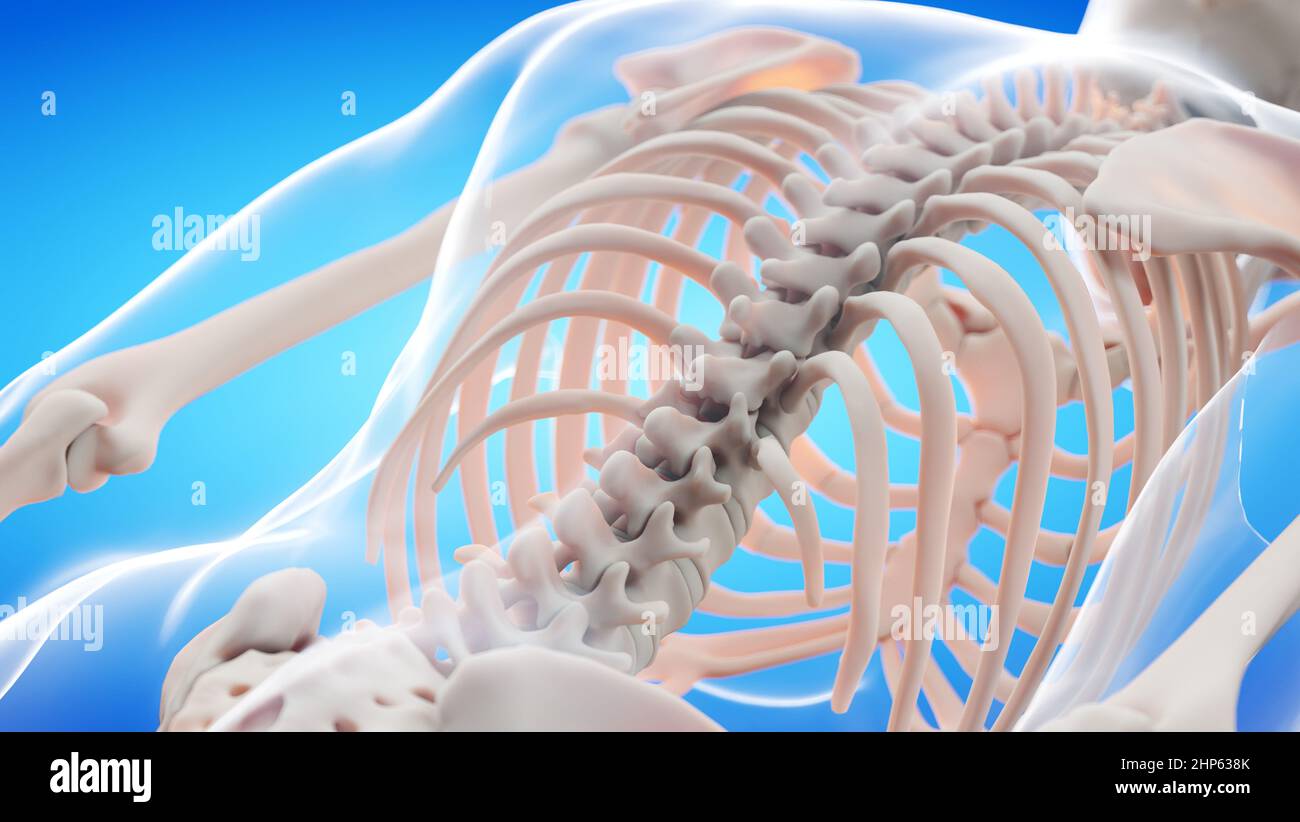 Skeletal back, illustration Stock Photo - Alamy