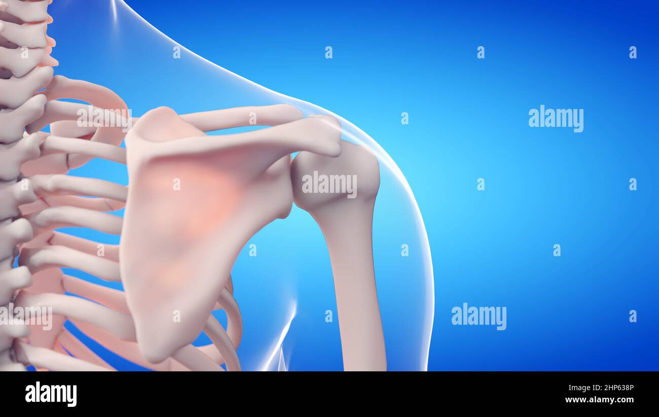 Shoulder bones, illustration Stock Photo - Alamy