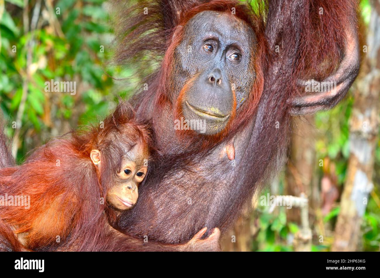 Female orangutan with baby on her chest Stock Photo - Alamy