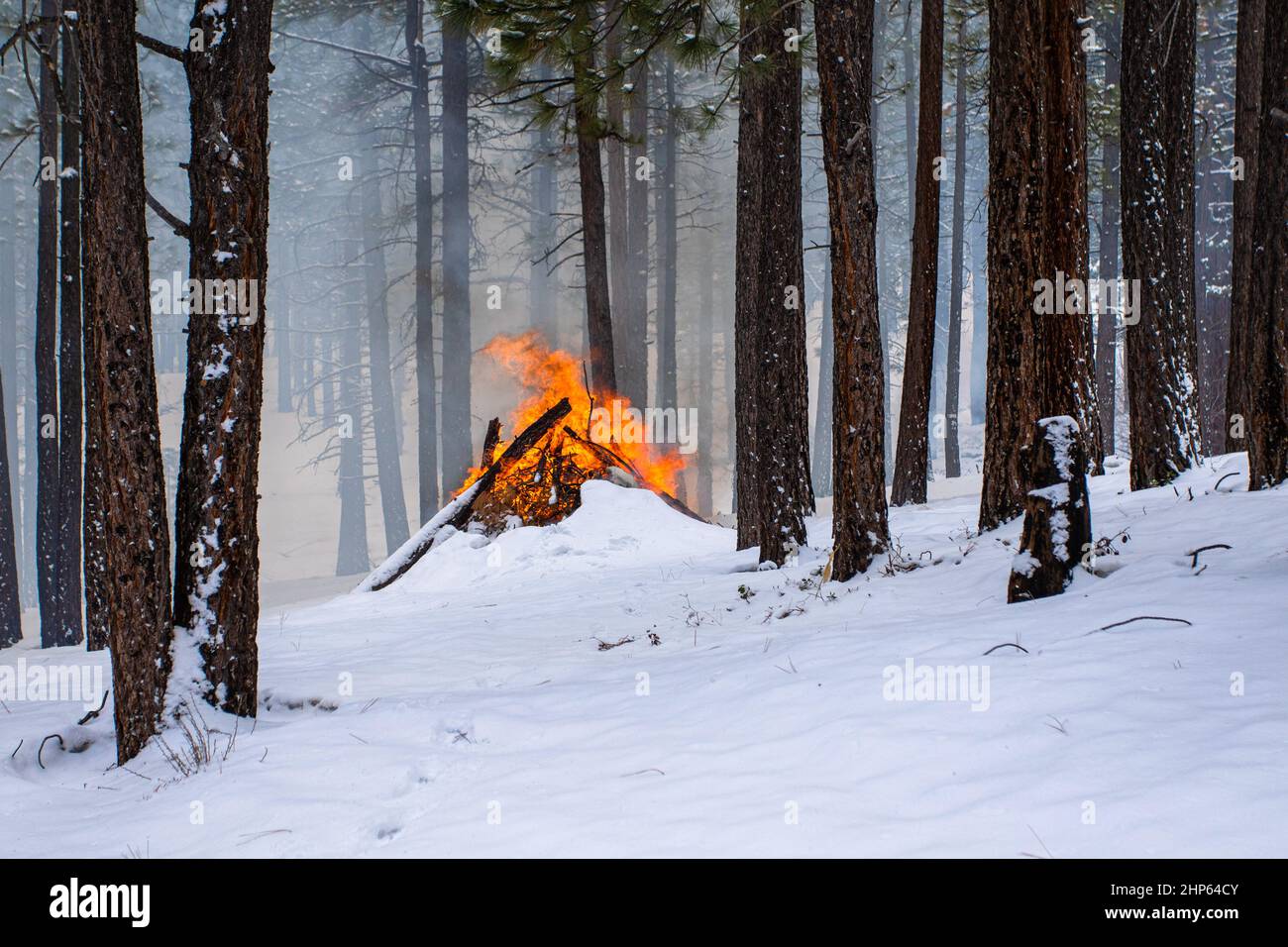 A wood pile burns in the snow. The U.S. Forest Service conducting a ...