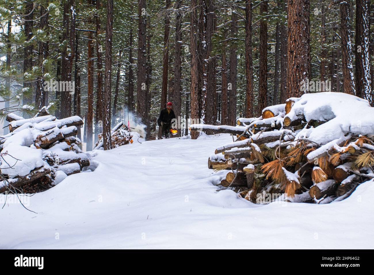 Christian Wooster walks among snow covered wood piles. The U.S. Forest ...
