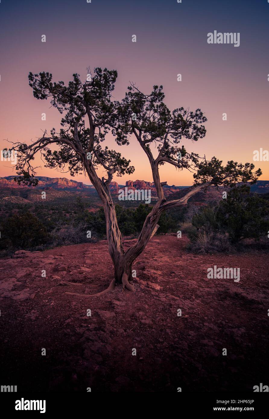 Portrait of a tree with the Cathedral Rock in Sedona, Arizona on the ...