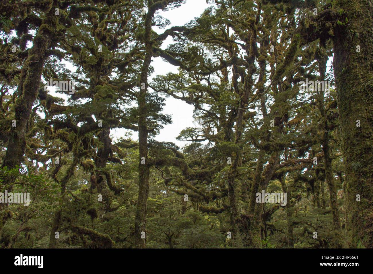 The view of tree branches covered with moss, Te Urewera National Park ...