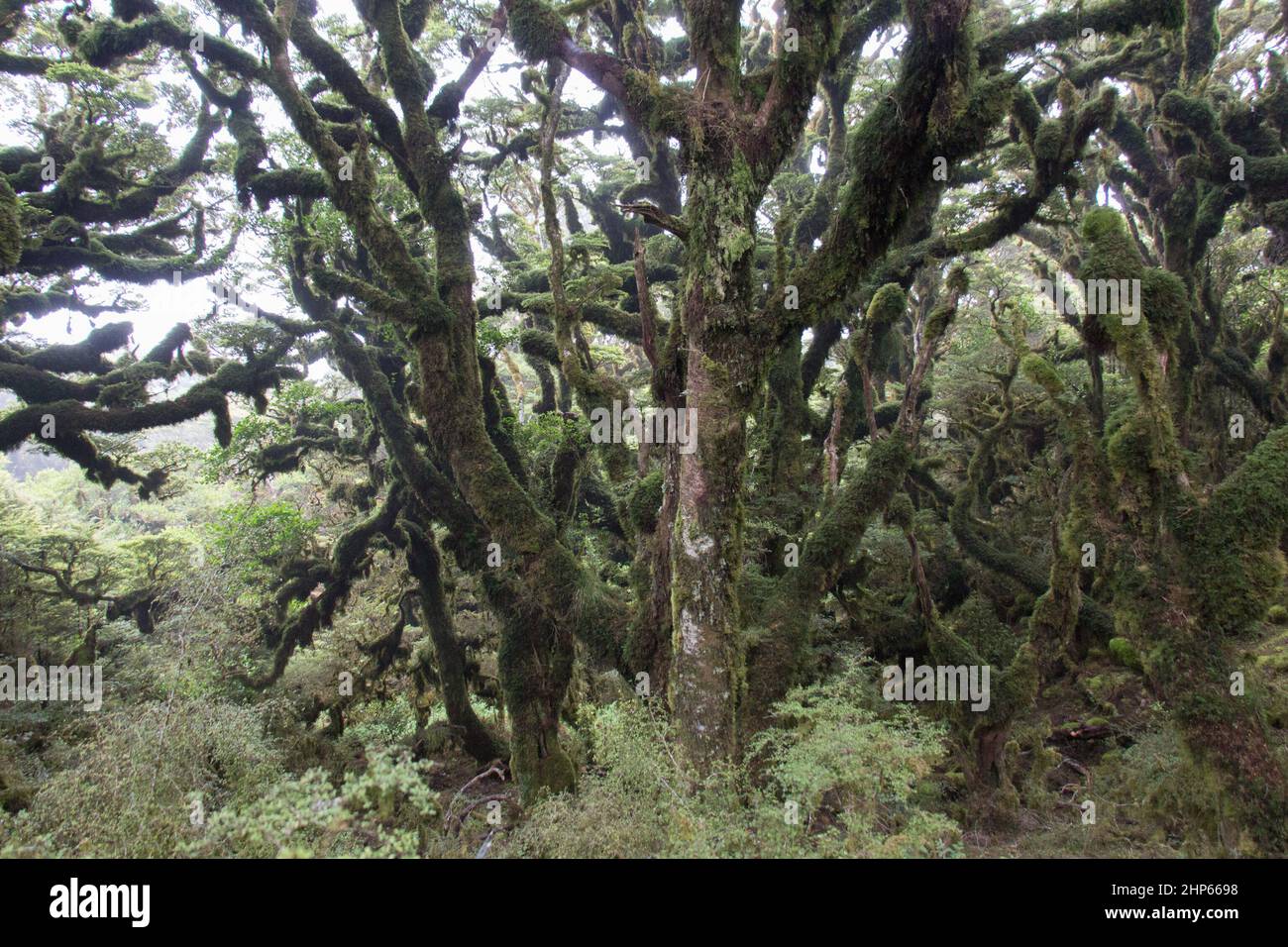 The view of moss covered trees in forest, Te Urewera National Park, New ...
