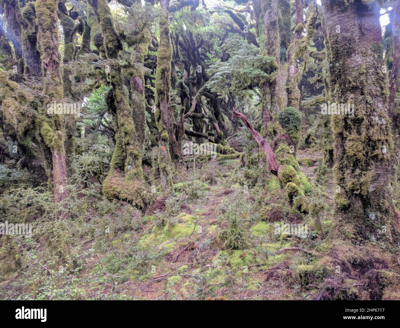 The view of moss covered trees in forest, Te Urewera National Park, New ...