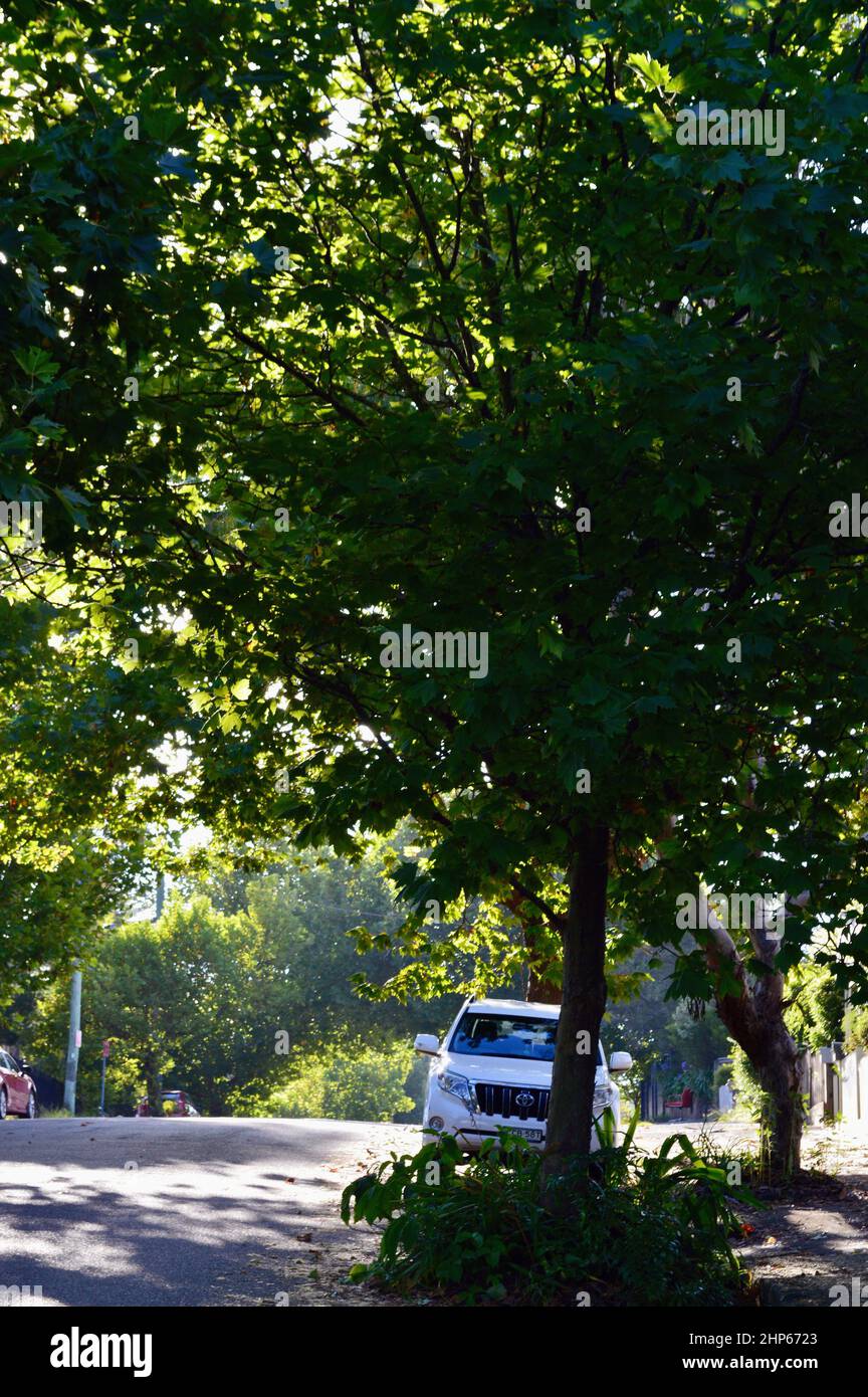 Motor vehicle tree hi-res stock photography and images - Alamy