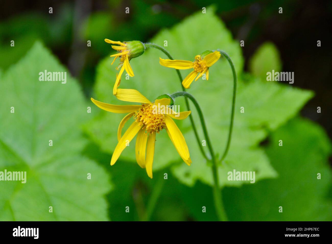 Sparse plant hi-res stock photography and images - Alamy