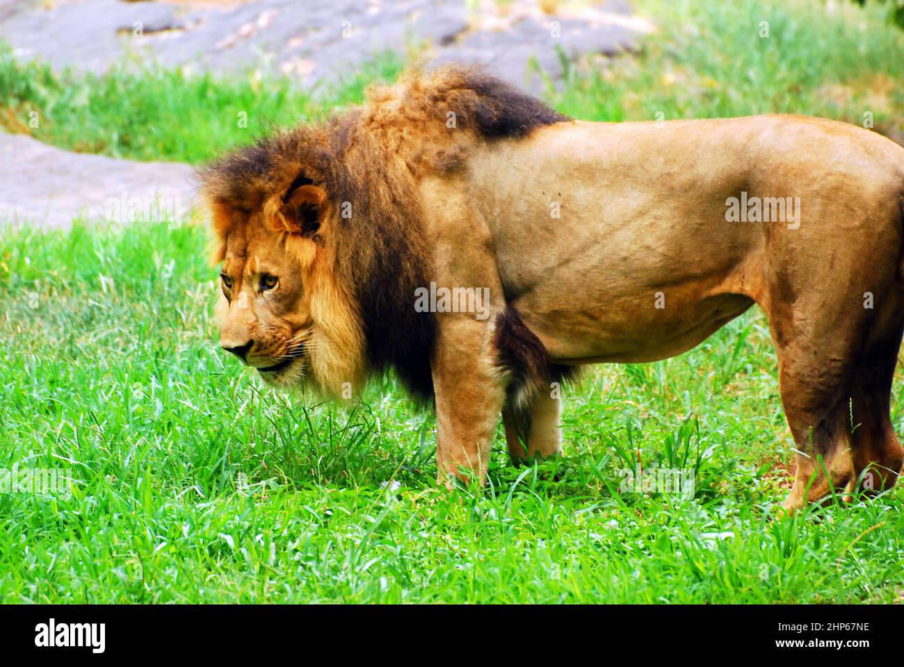 A male lion stalks his prey Stock Photo - Alamy