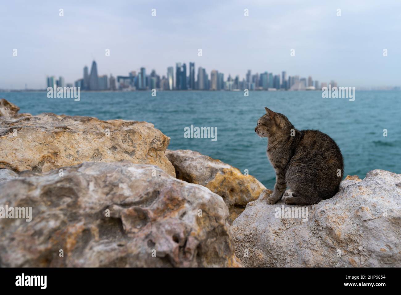 A stray cat sits on the stones of the waterfront in Doha Corniche ...