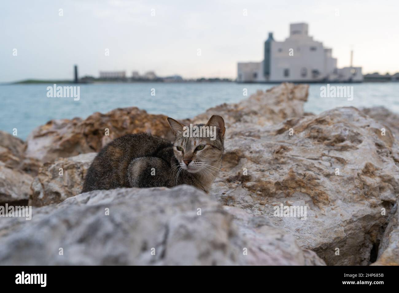 A stray cat sits on the stones of the waterfront in Doha Corniche ...