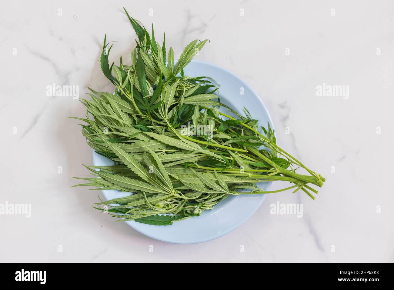 Marijuana herb plant on the plate Stock Photo - Alamy