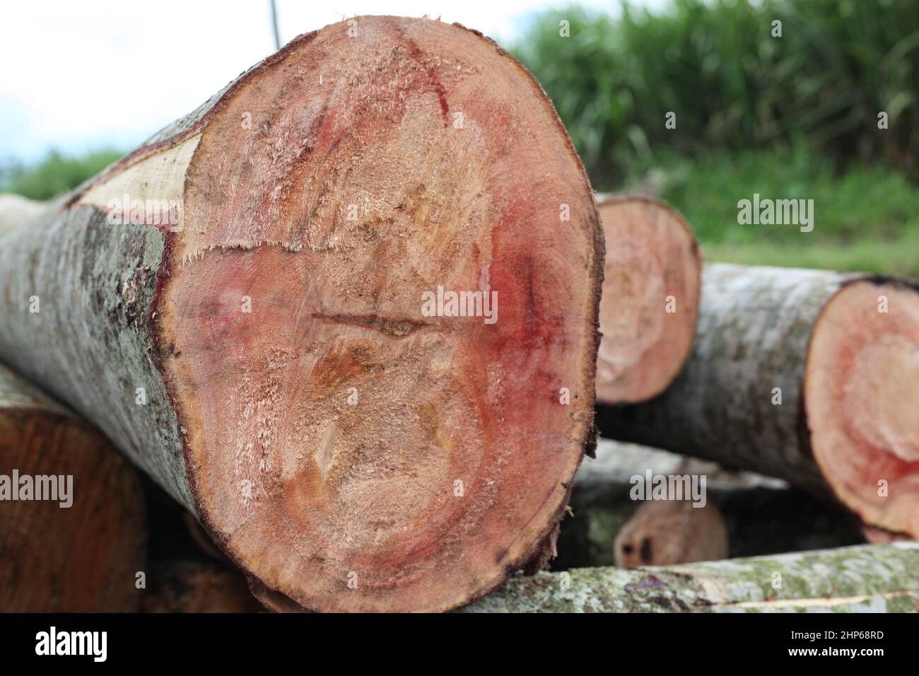Wood texture of Samanea saman tree Stock Photo - Alamy