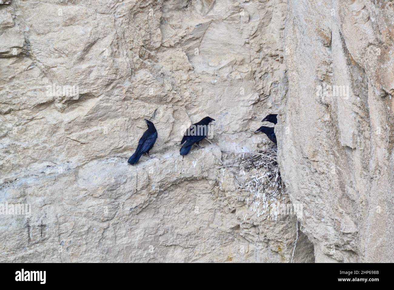 Common ravens (Corvus corax) nesting on cliff-face in Jasper National ...