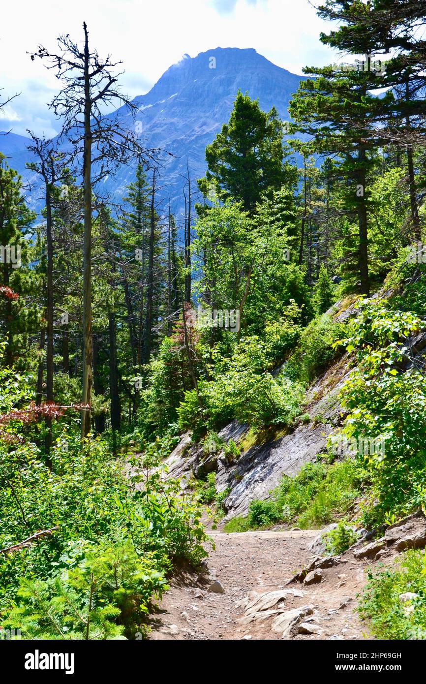 Tall trees growing along mountain hiking trail at Waterton Lakes ...