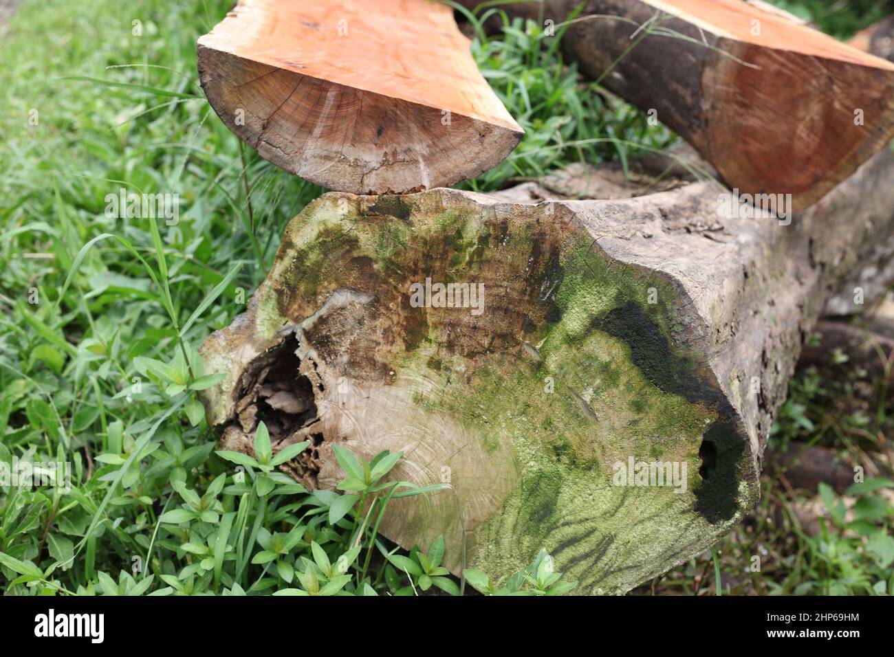 Wood texture of Samanea saman tree Stock Photo - Alamy