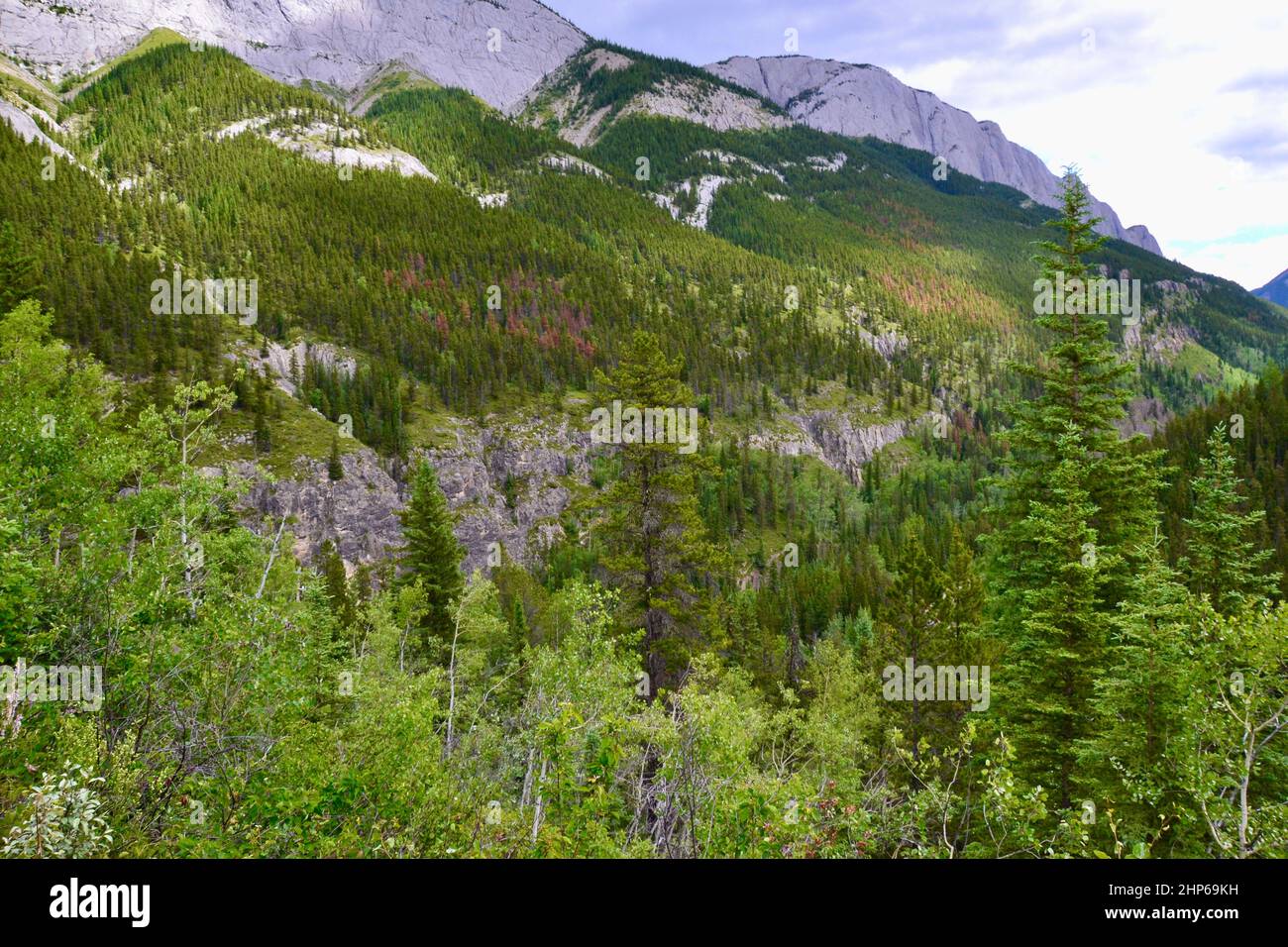 Lush vegetation growing on mountainside in Jasper National Park during ...