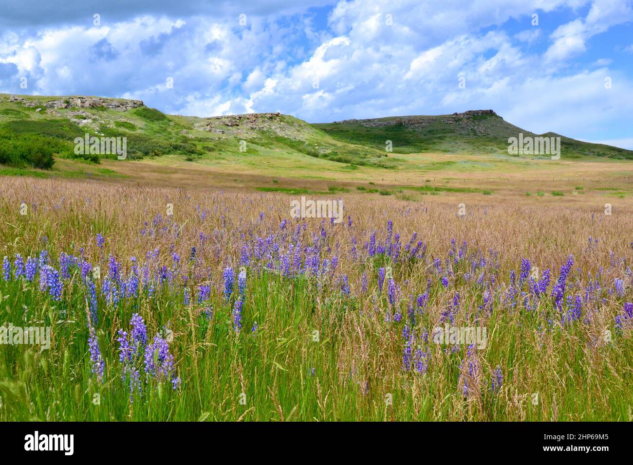 Colorful lupin fields hi-res stock photography and images - Alamy