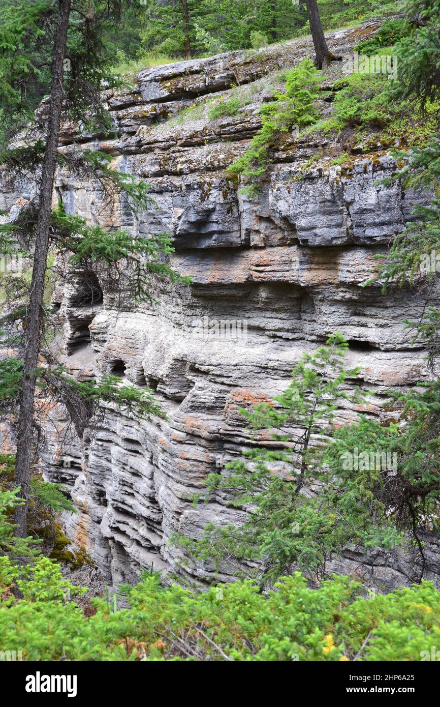 Steep porous rock layers peaking through vegetation at Maligne Canyon ...