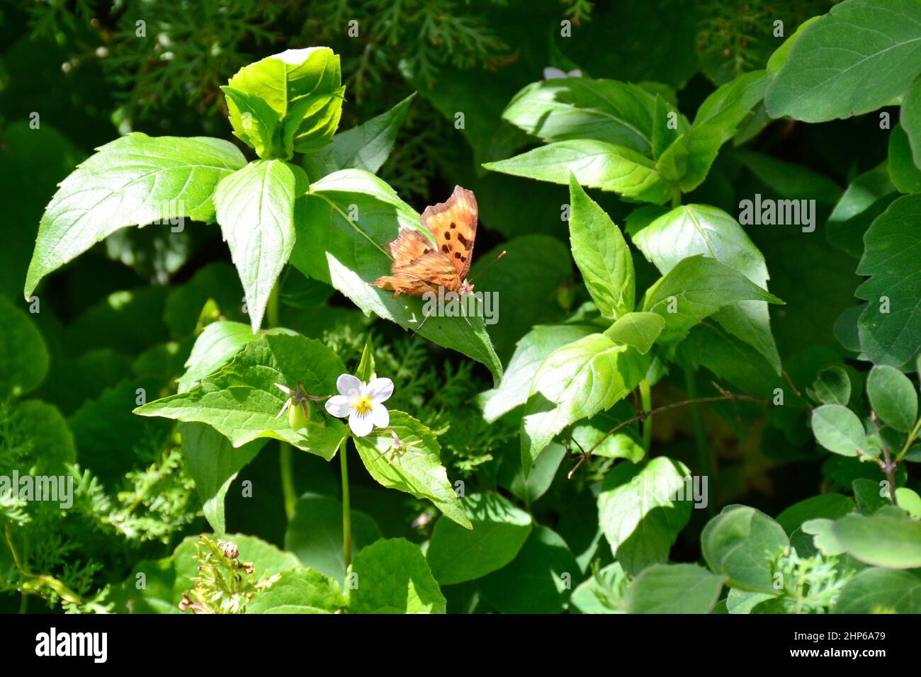 Small orange butterfly hi-res stock photography and images - Alamy