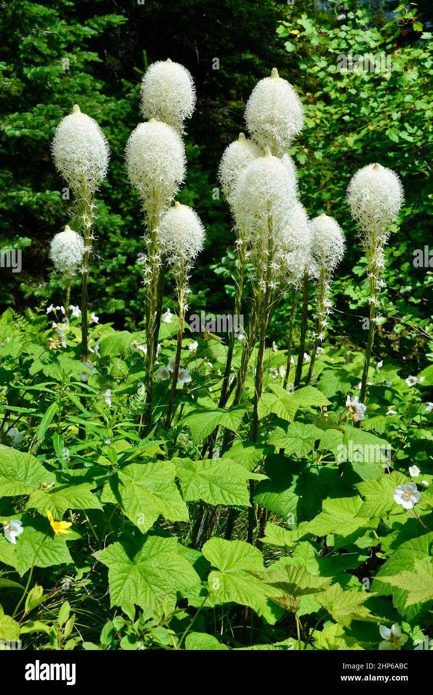 Group of Bear Grass flowers emerging from leafy forest floor along ...