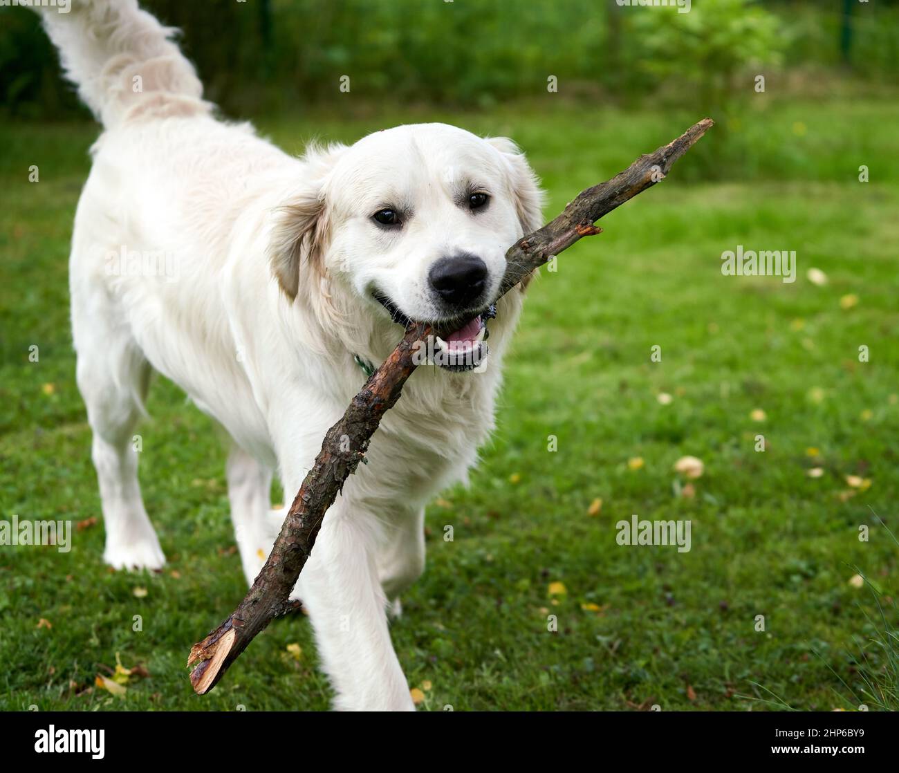 Golden retriever runs outdoors stick hi-res stock photography and ...