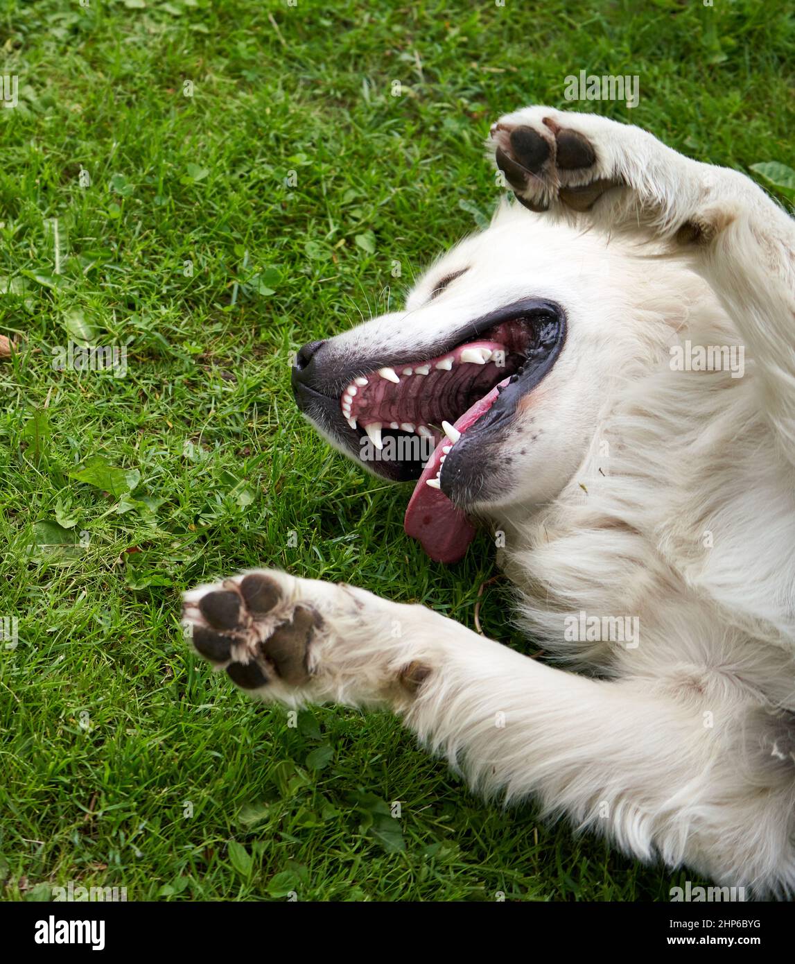 Young white male golden retriever is lying on his back, showing pawns ...