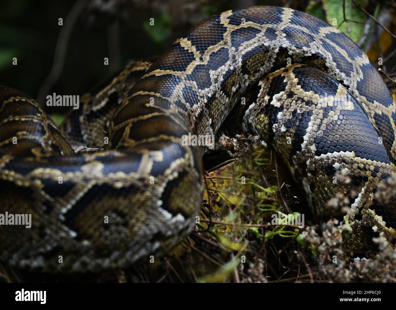 A mature Burmese Python near Yung Shue Wan on Lamma island in Hong Kong ...