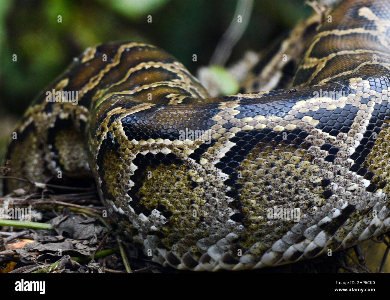 A mature Burmese Python near Yung Shue Wan on Lamma island in Hong Kong ...