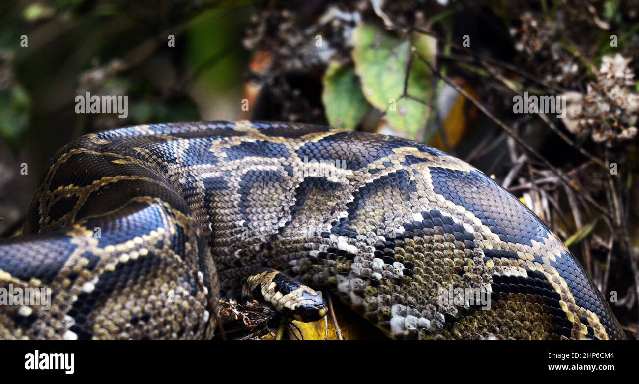 A mature Burmese Python near Yung Shue Wan on Lamma island in Hong Kong ...