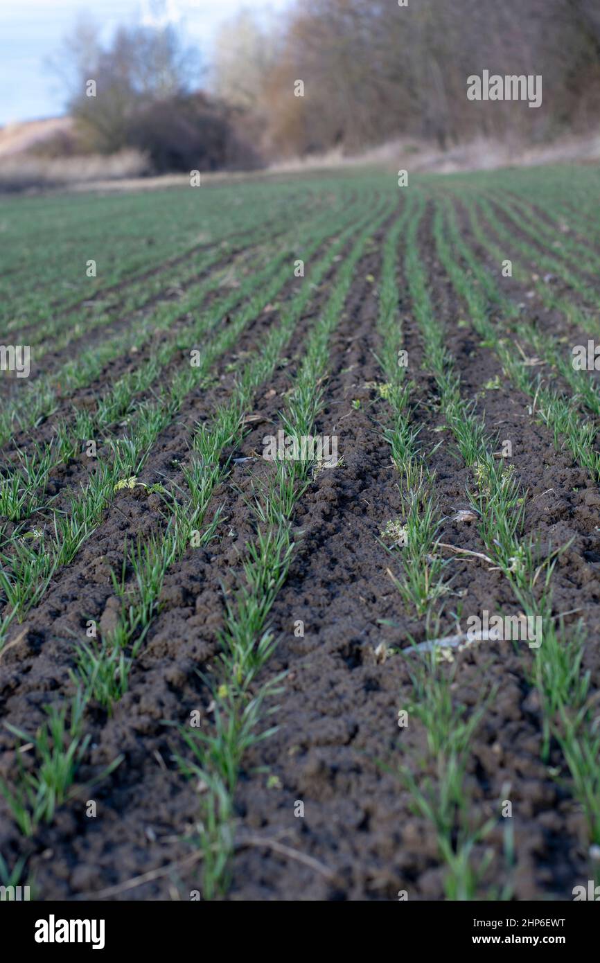 Growing barley green wheat hi-res stock photography and images - Alamy
