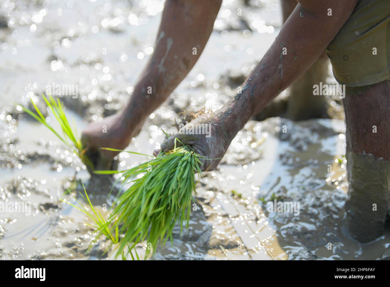Rice seeding blue hi-res stock photography and images - Alamy