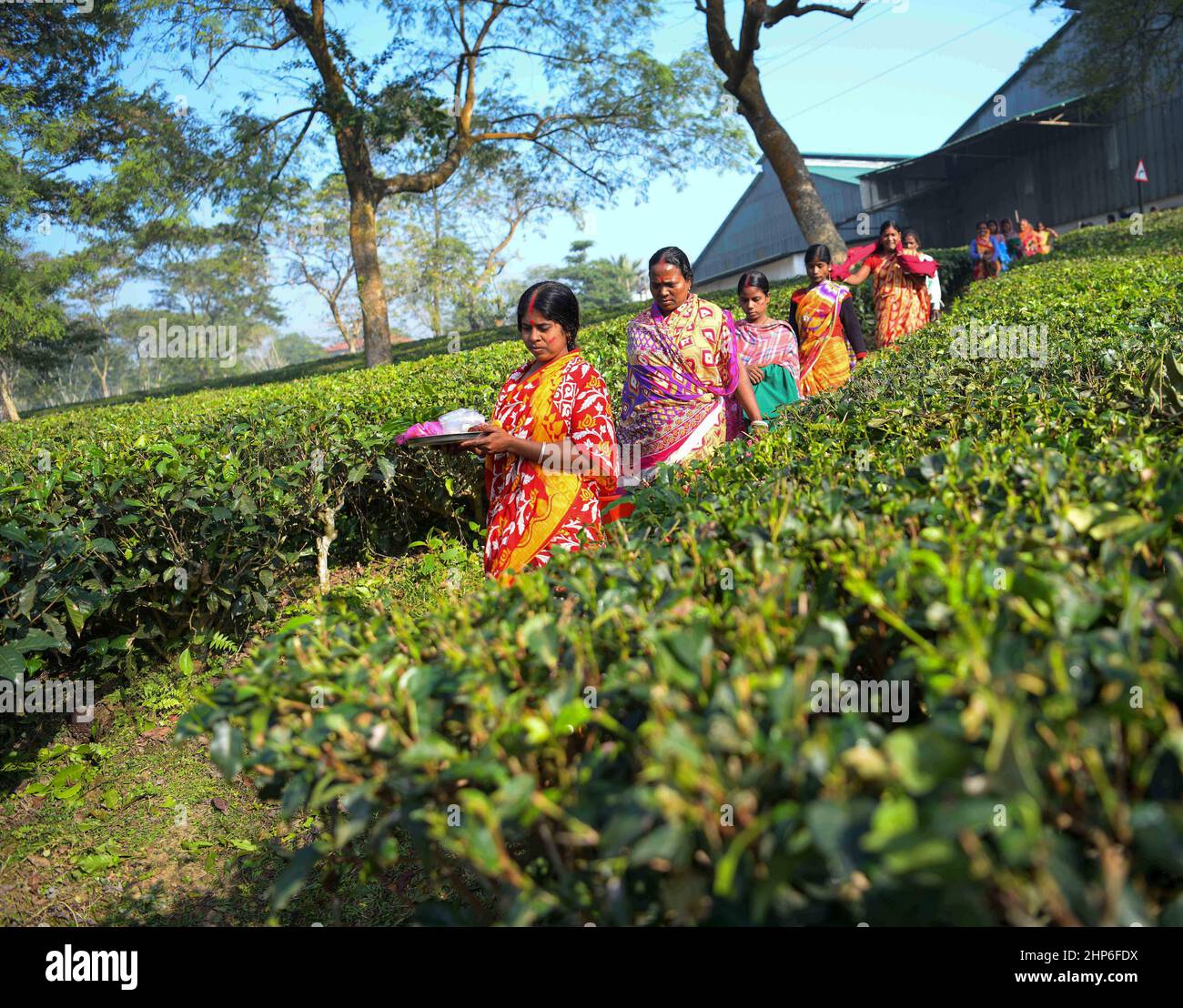 Tea estate workers are conducting puja (worship) prayers and different ...