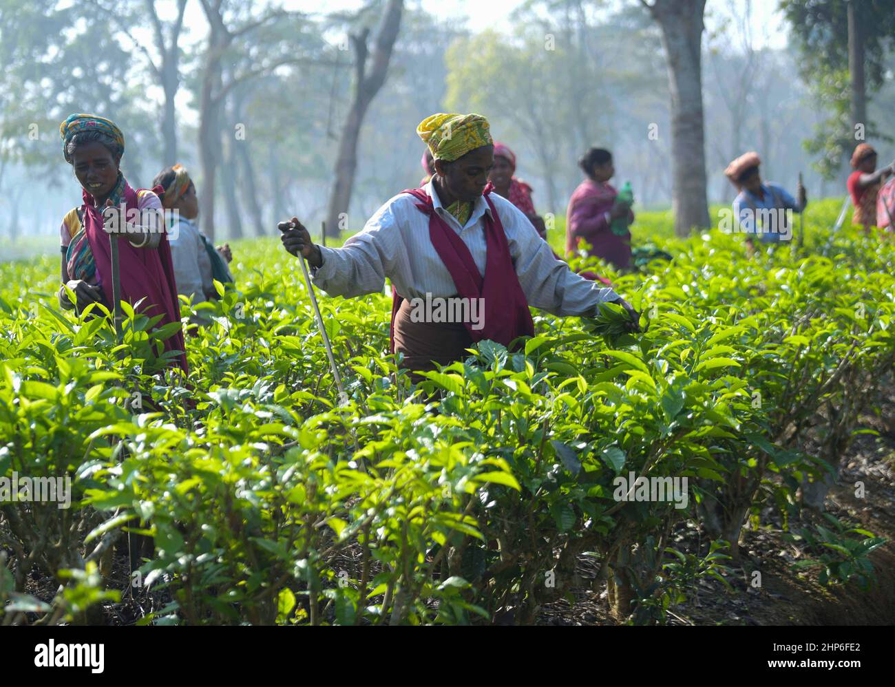 Tea estate workers plucking tea leaves. This is the first plucking of ...