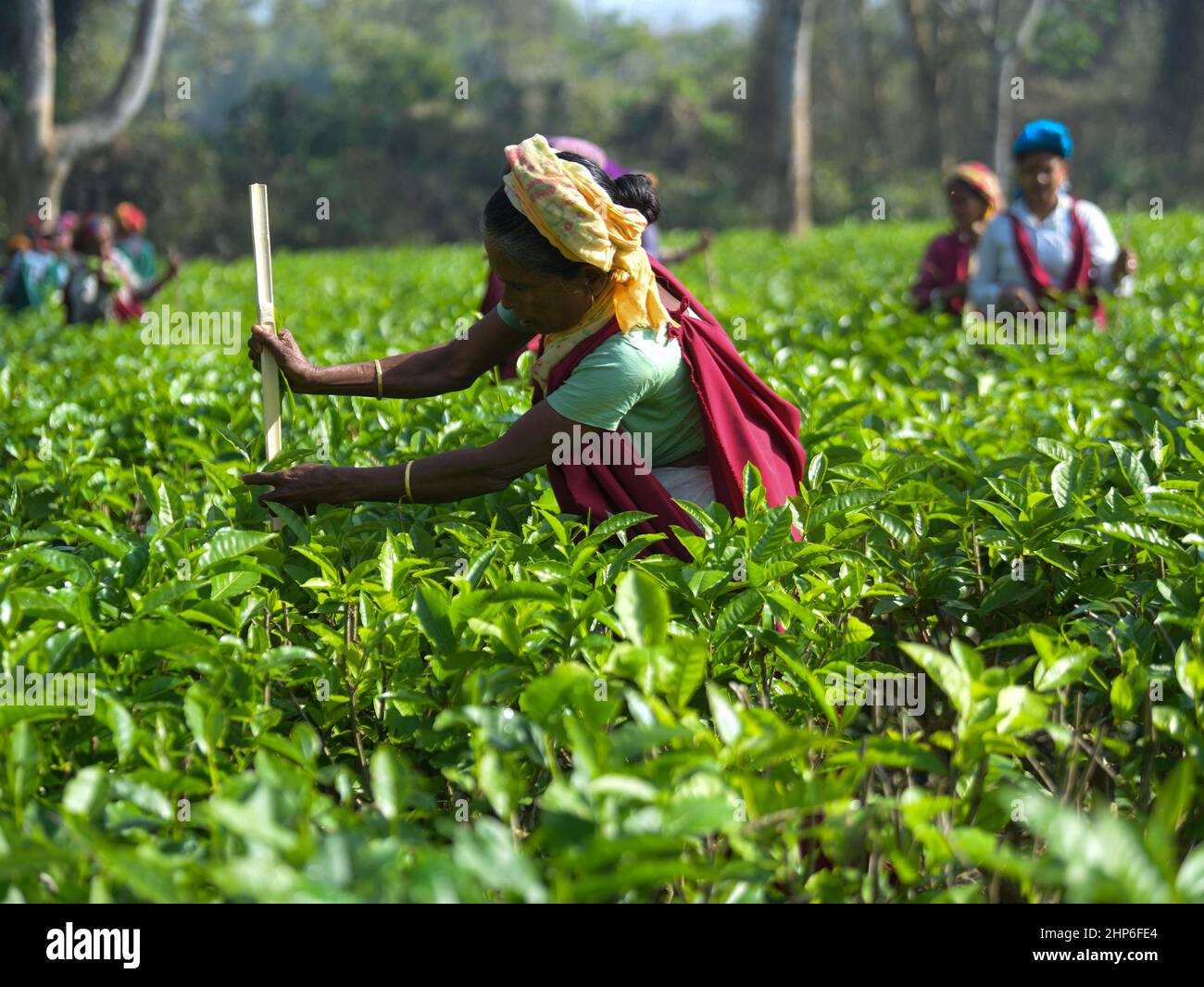 Woman plucking fresh tea leaves hi-res stock photography and images - Alamy