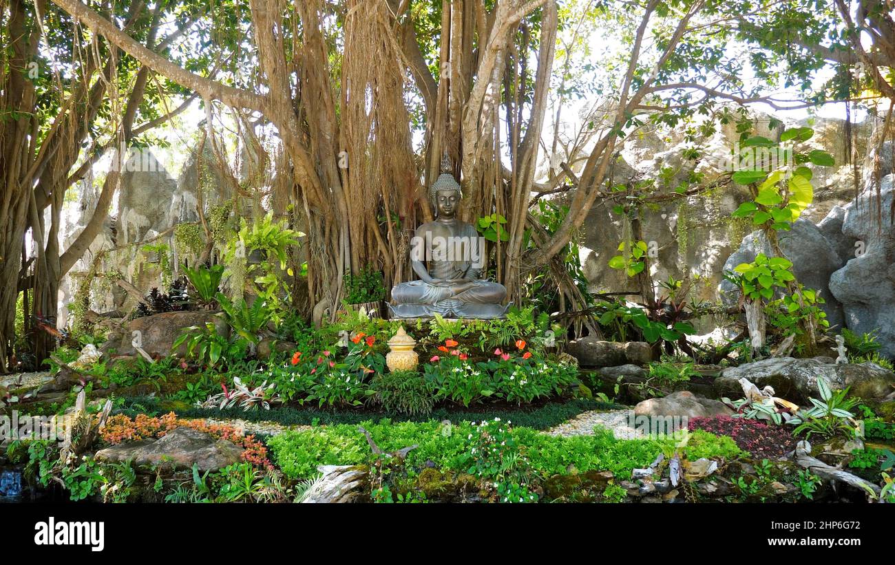 Buddha statue among tropical trees and banyan tree on territory of ...