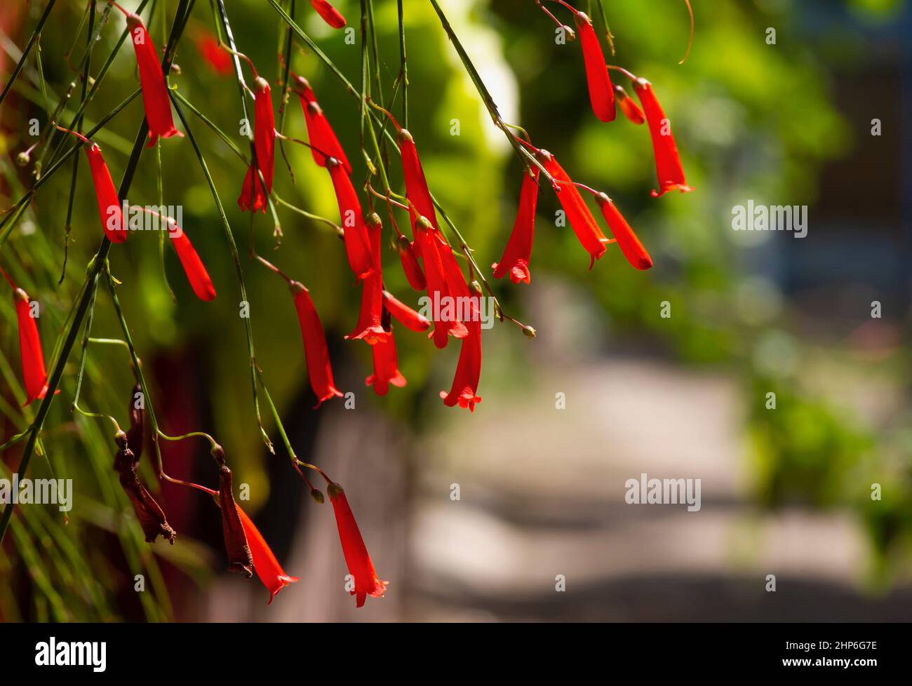 Red firecracker flowers (Russelia equisetiformis) in the garden Stock ...