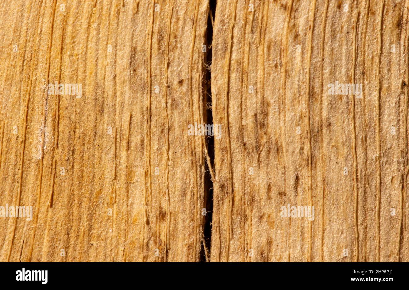 The surface of an old cracked wood for natural background, in shallow ...