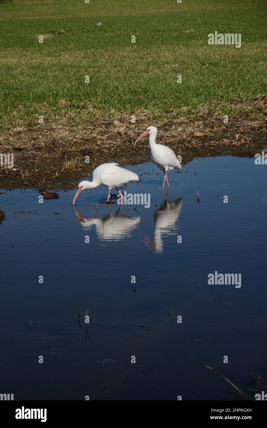 American White Ibis bird wading in wetland Stock Photo - Alamy