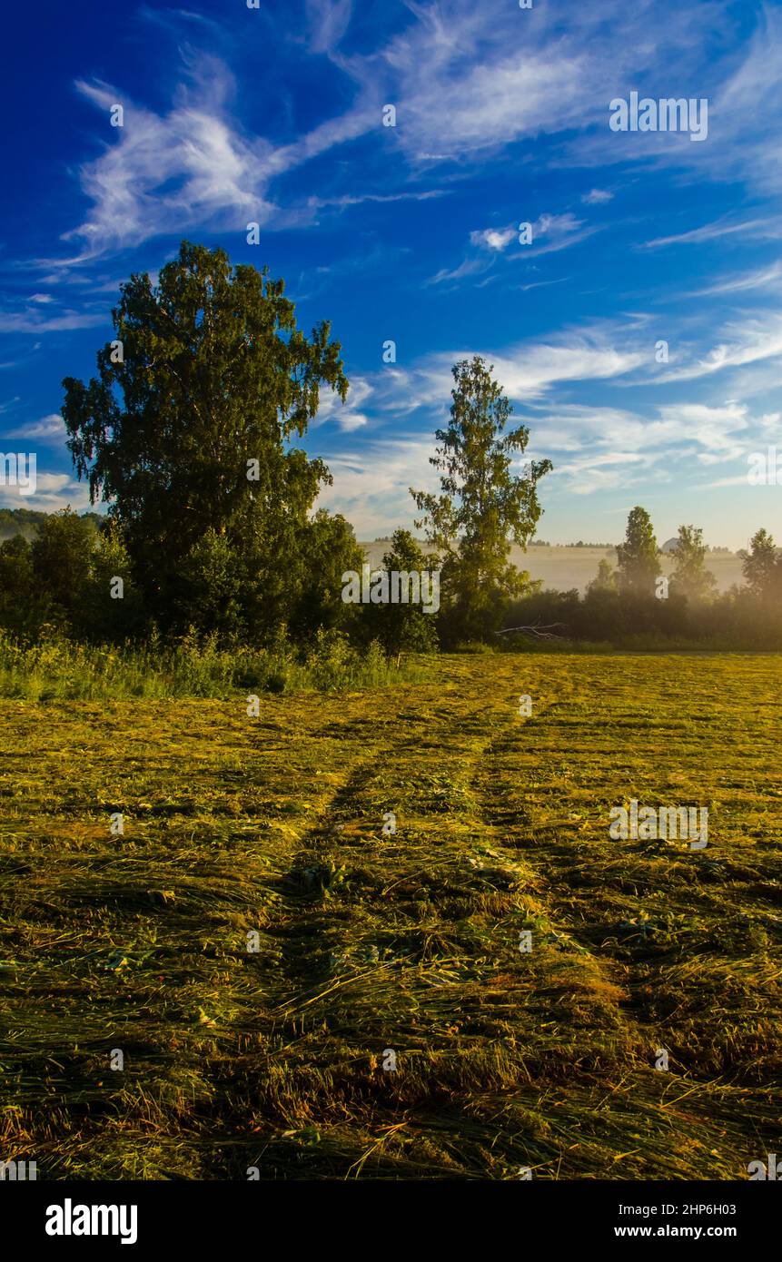 rural road on a warm summer morning Stock Photo - Alamy