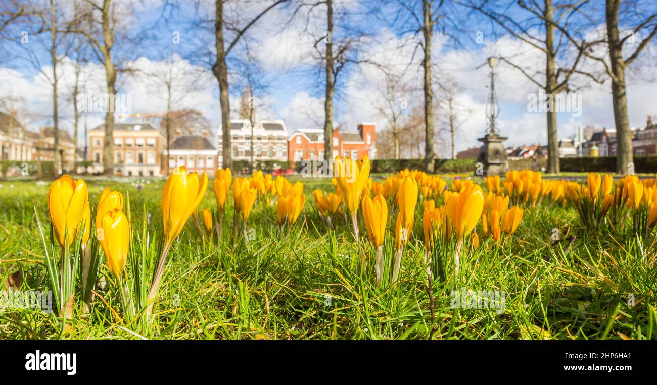 Panorama of yellow crocuses in the park in Groningen city, Netherlands ...