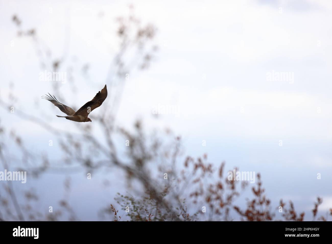 Shallow focus shot majestic hi-res stock photography and images - Alamy