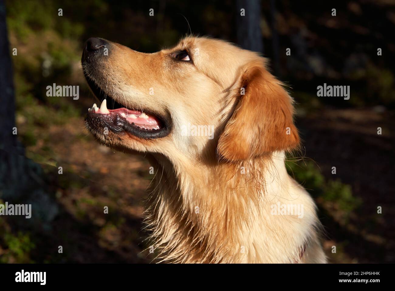 Young golden retriever female animal portrait, light and shadow Stock ...