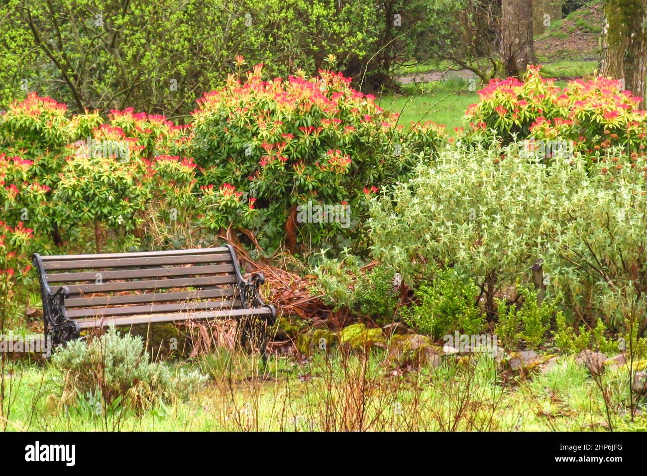 A wooden bench in a garden, surrounded by flowering shrubs in a garden ...