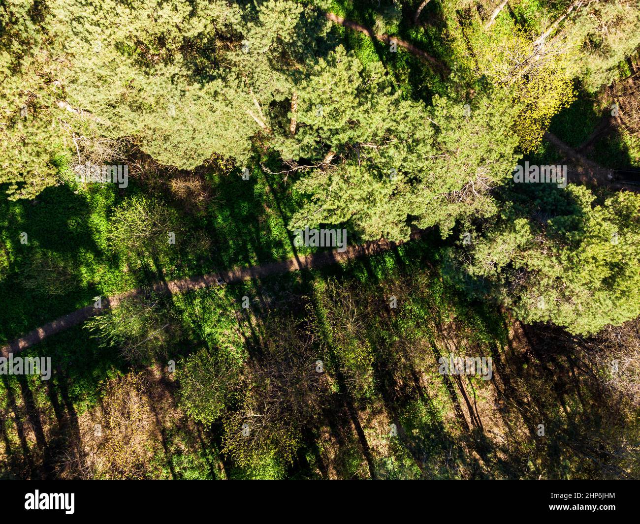 Walking path in the green forest, top view Stock Photo - Alamy