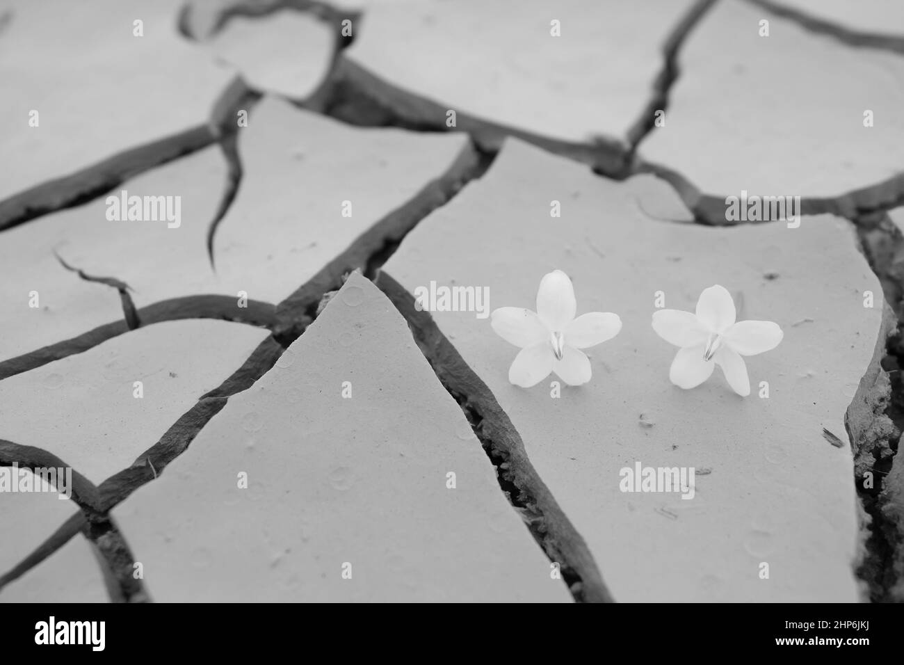 Black background white red flower Black and White Stock Photos & Images ...