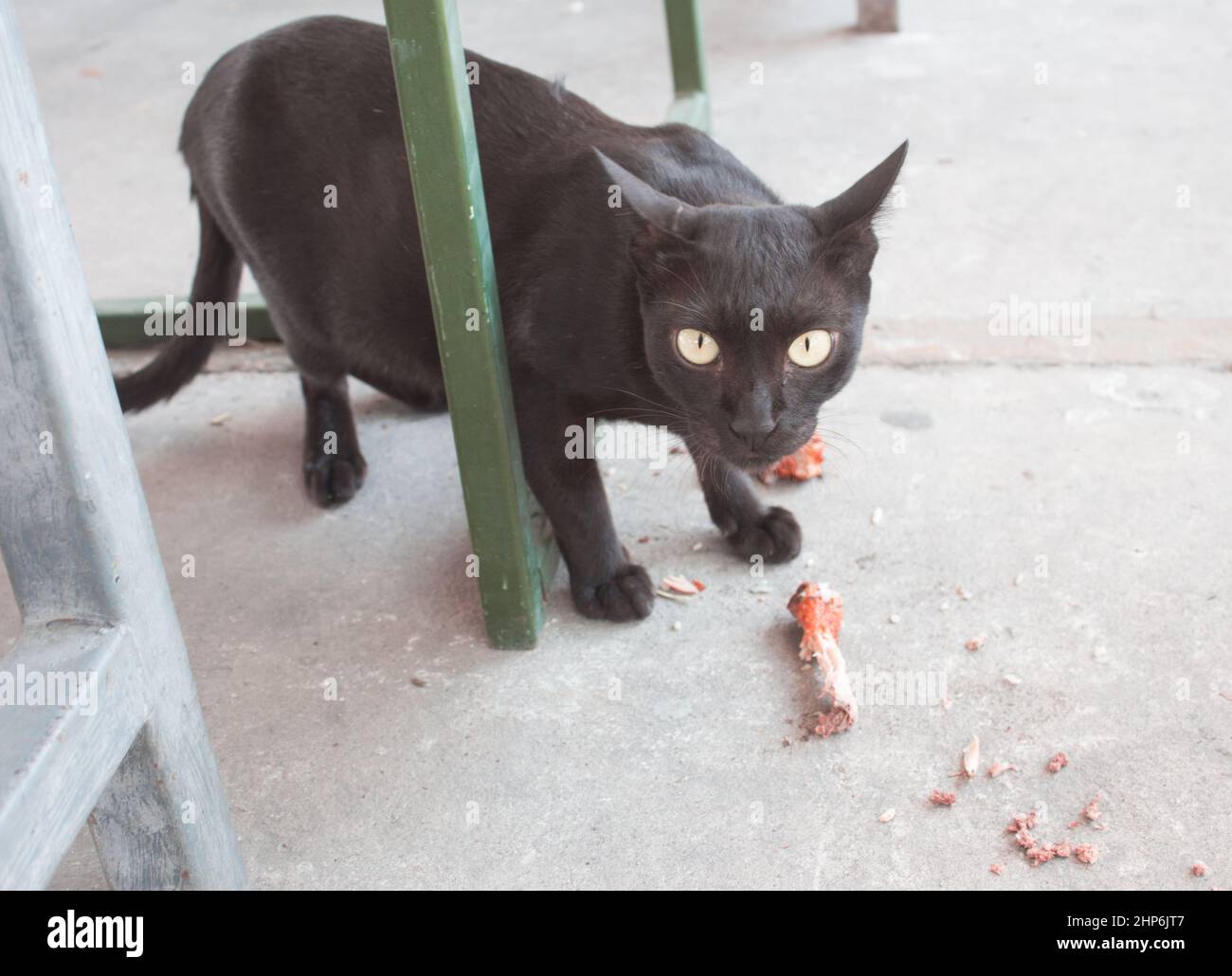 a cat look back Stock Photo - Alamy