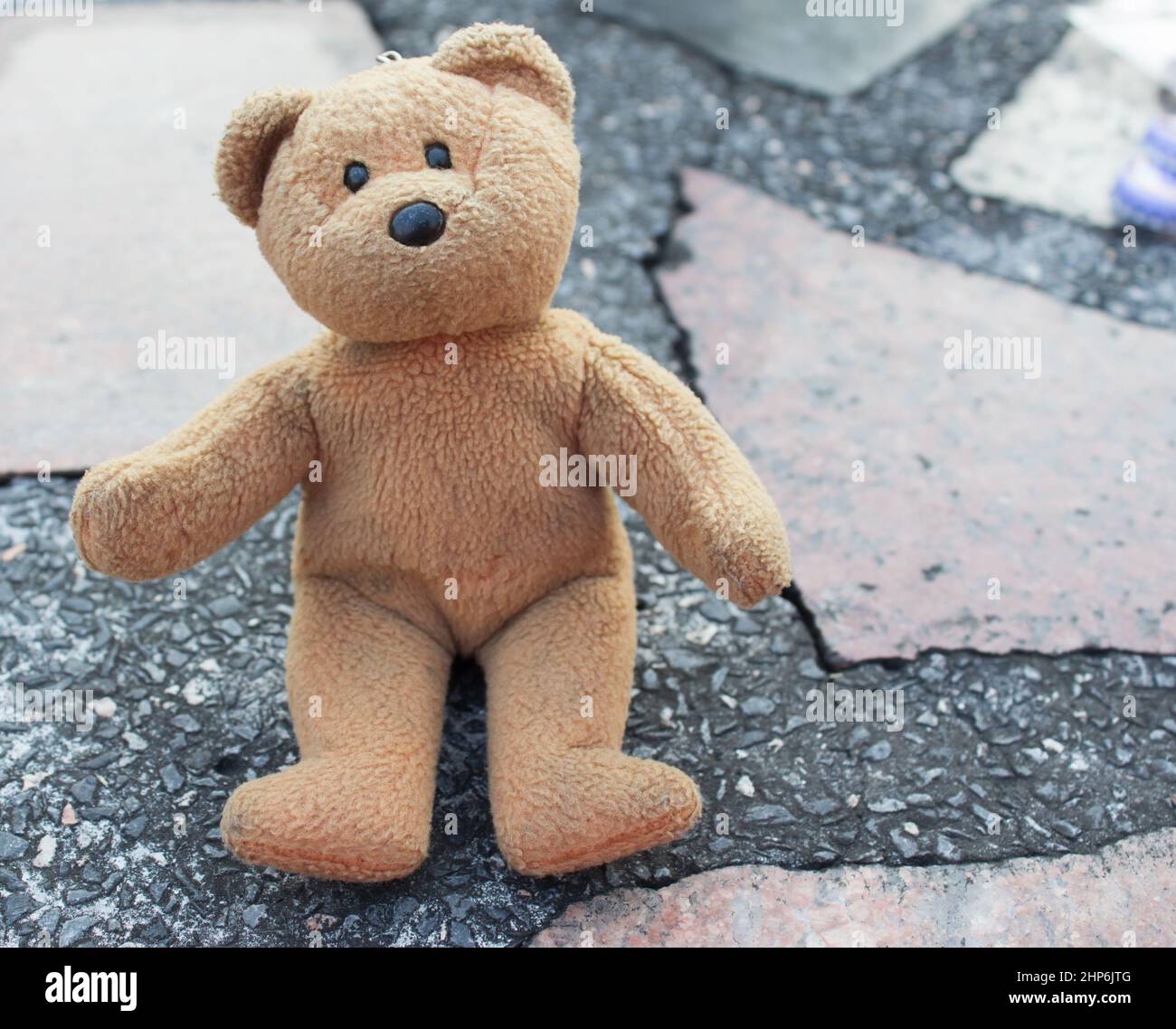Bear behind fence hi-res stock photography and images - Alamy
