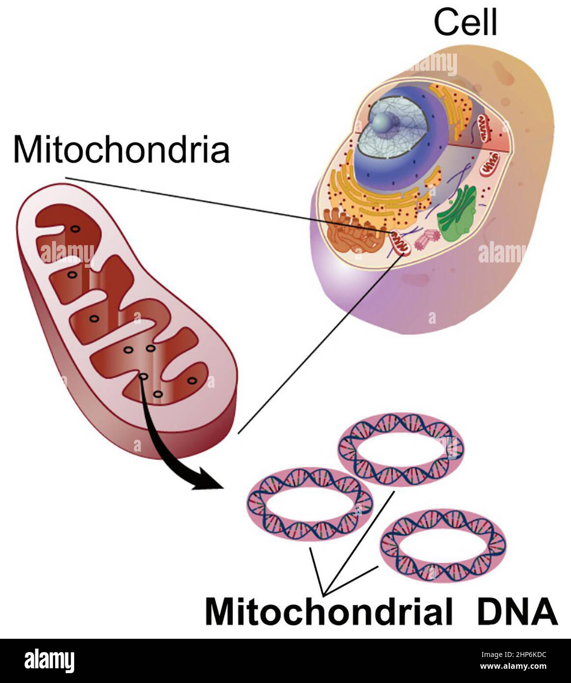 Mitochondrial dna circular hi-res stock photography and images - Alamy