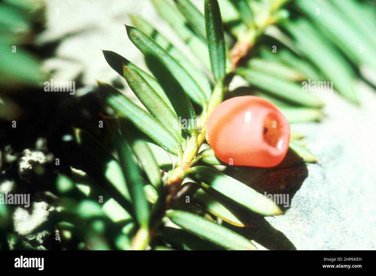 Yew needles and Berry. Scientists are trying to find alternative ways ...