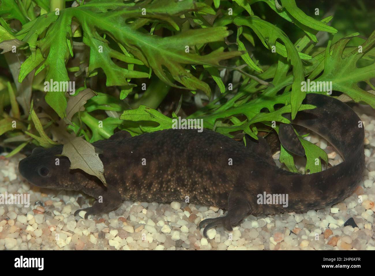 Closeup on an adult aquatic Spanish ribbed newt, Pleurodeles waltl ...